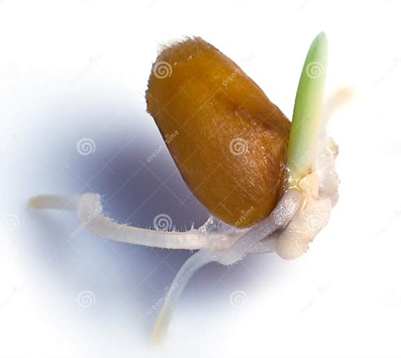 Sprout of wheat stock photo. Image of botany, ecology - 13013792