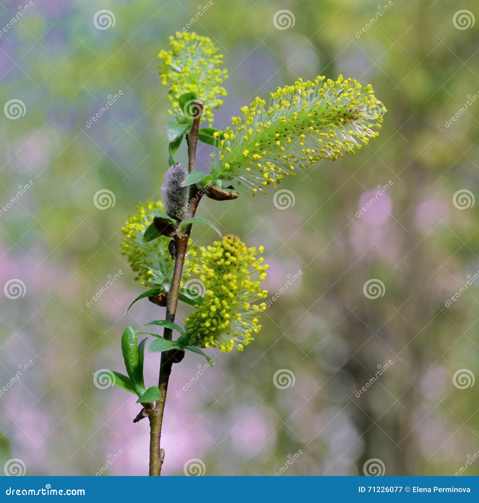 Sprout Willow Blooms in Spring Stock Image - Image of chit, branch ...