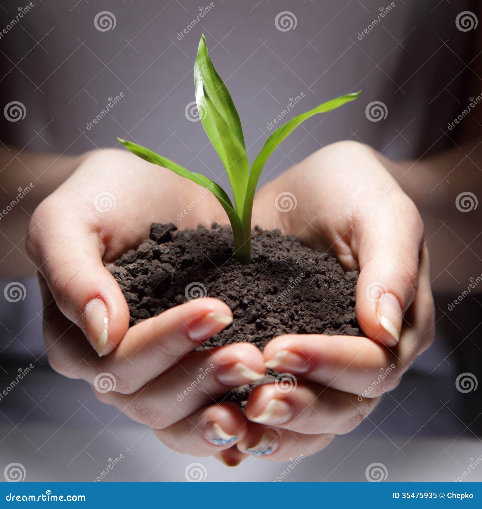 Sprout in woman hand stock image. Image of horizontal - 35475935