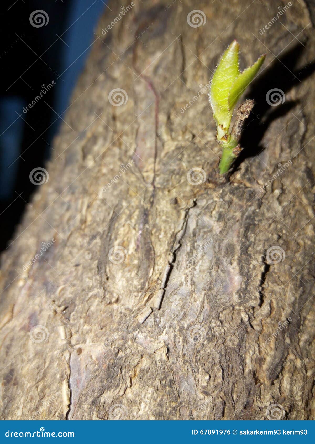 Sprout stock photo. Image of young, branch, tree, sprout - 67891976