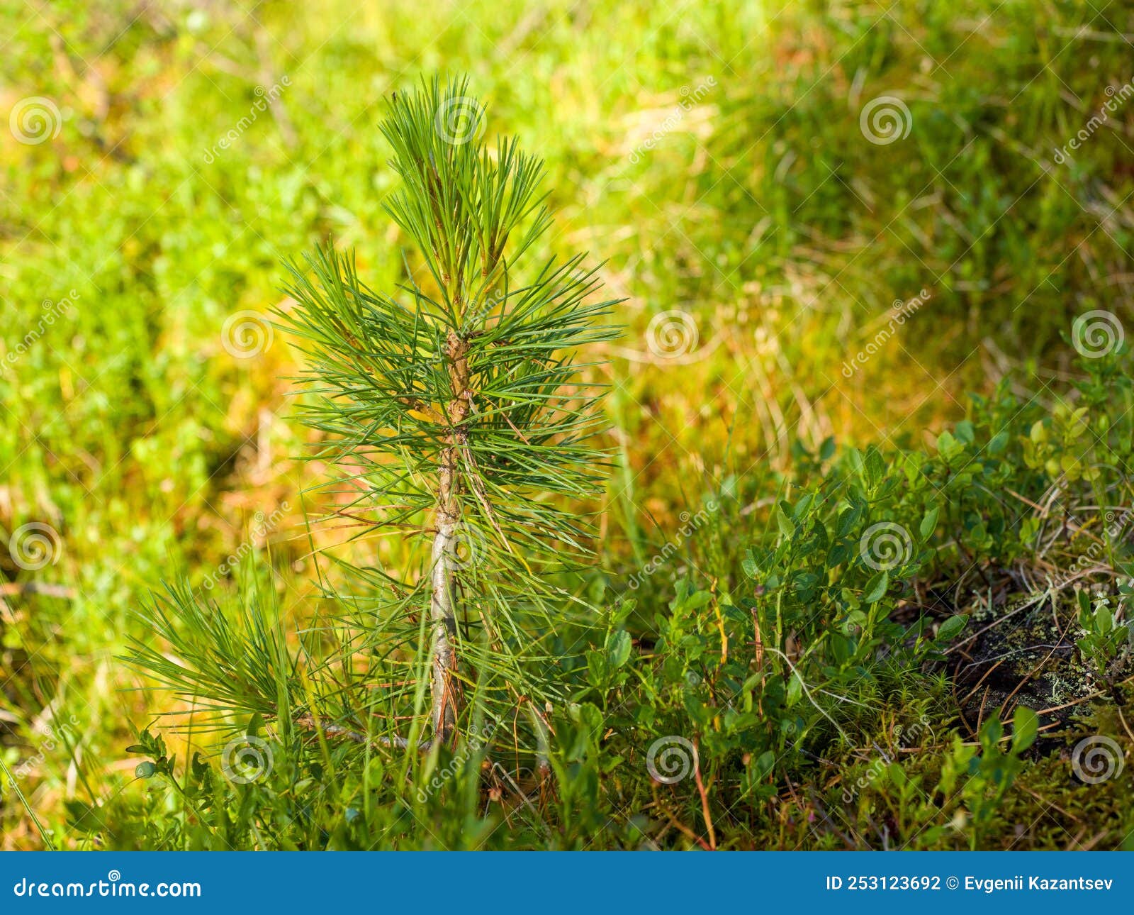 A Sprout of a Young Cedar. Close-up Stock Photo - Image of plants ...