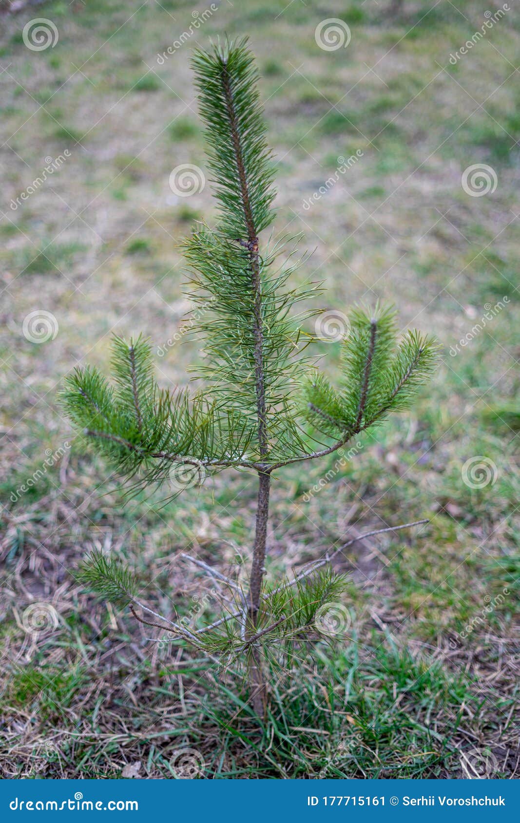 Young Fir Tree Stock Photos - Download 25,028 Royalty Free Photos