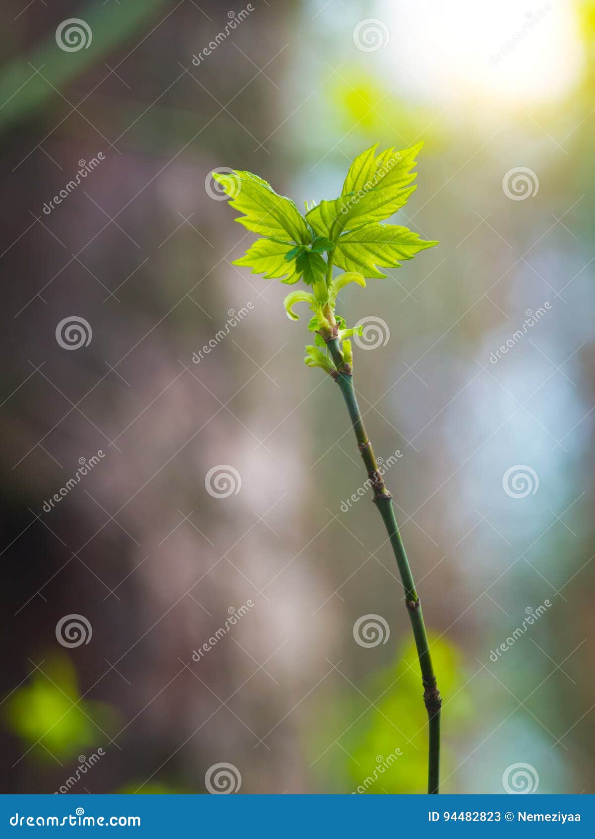 The sprout of a young tree stock image. Image of gardening - 94482823