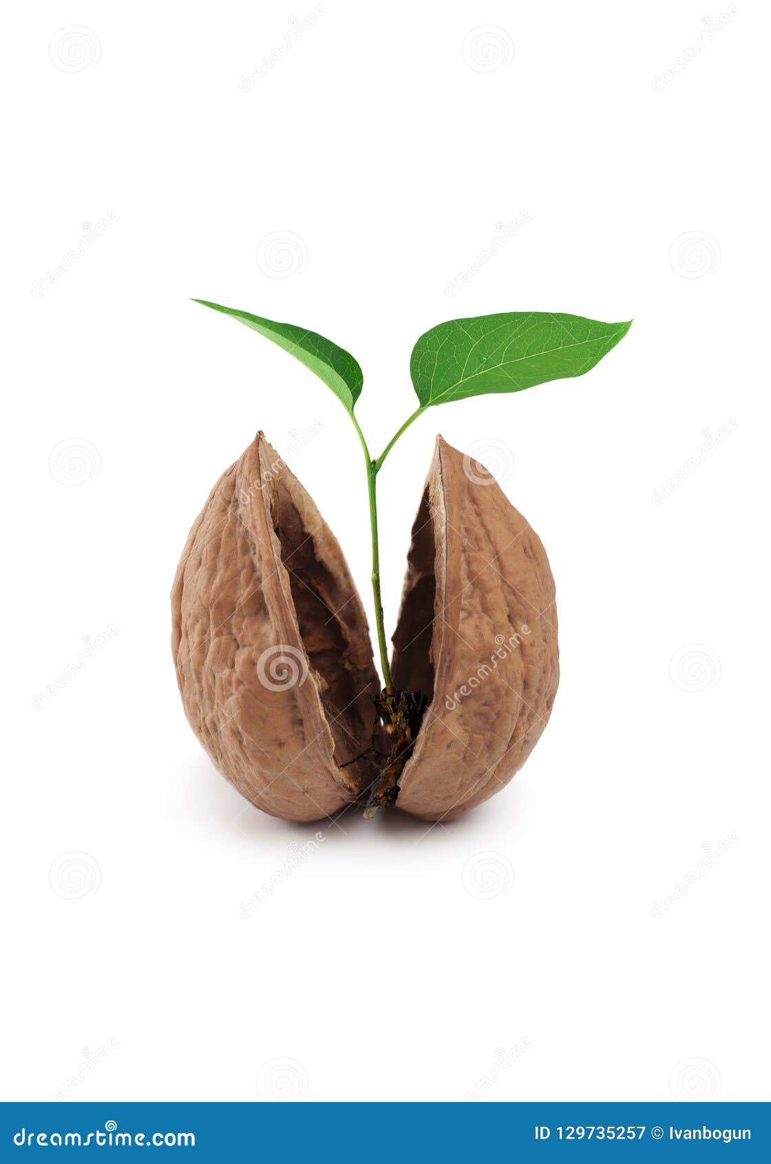 Sprout of a young walnut stock image. Image of leaf - 129735257