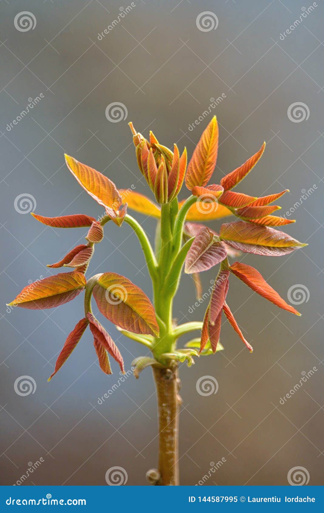 Sprout of Young Walnut Tree Stock Image - Image of fructiferous, hands ...