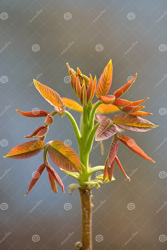 Sprout of Young Walnut Tree Stock Image - Image of fructiferous, hands ...