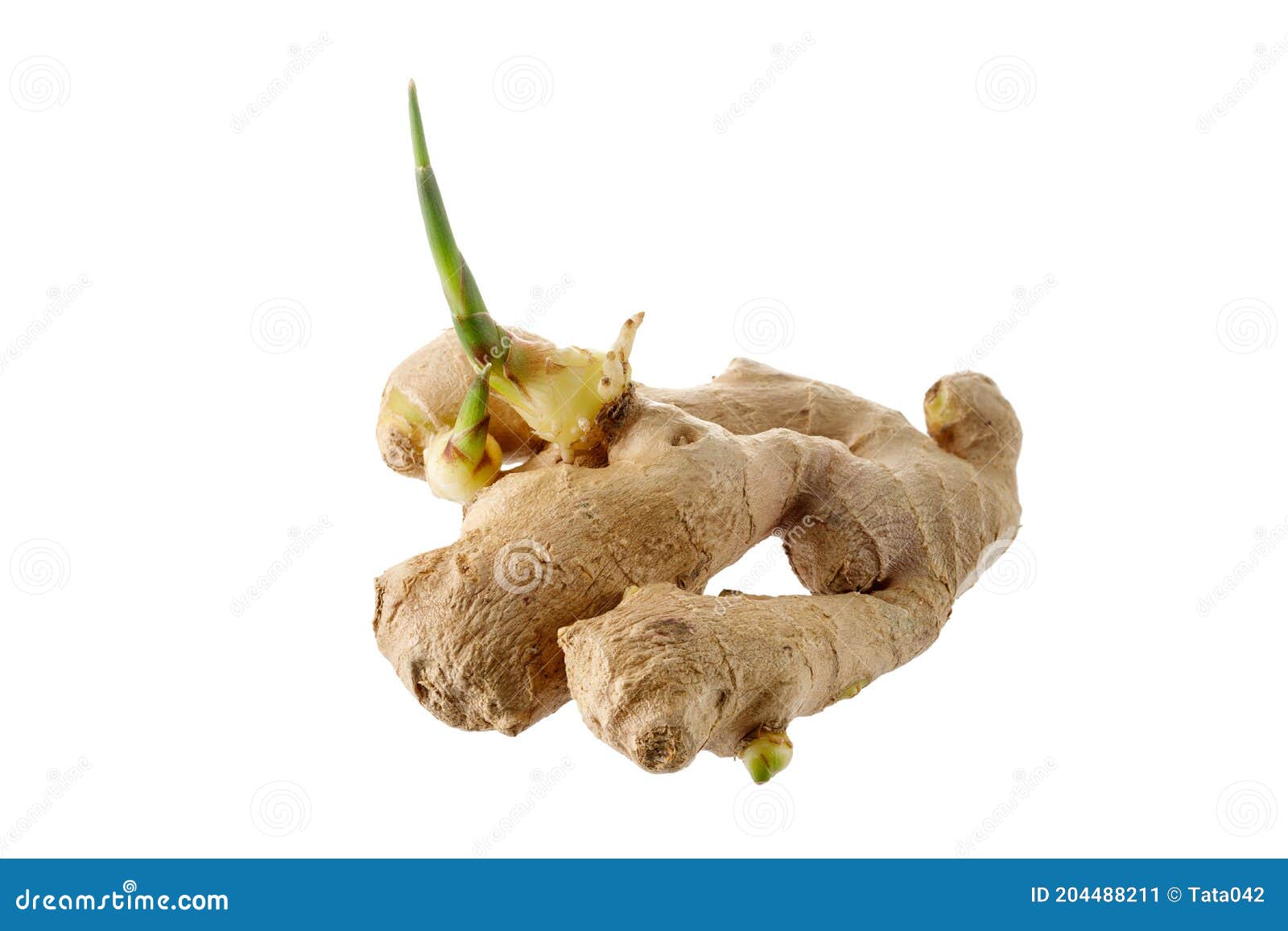 Sprouted Asian Ginger Isolated on White Stock Image - Image of plant ...
