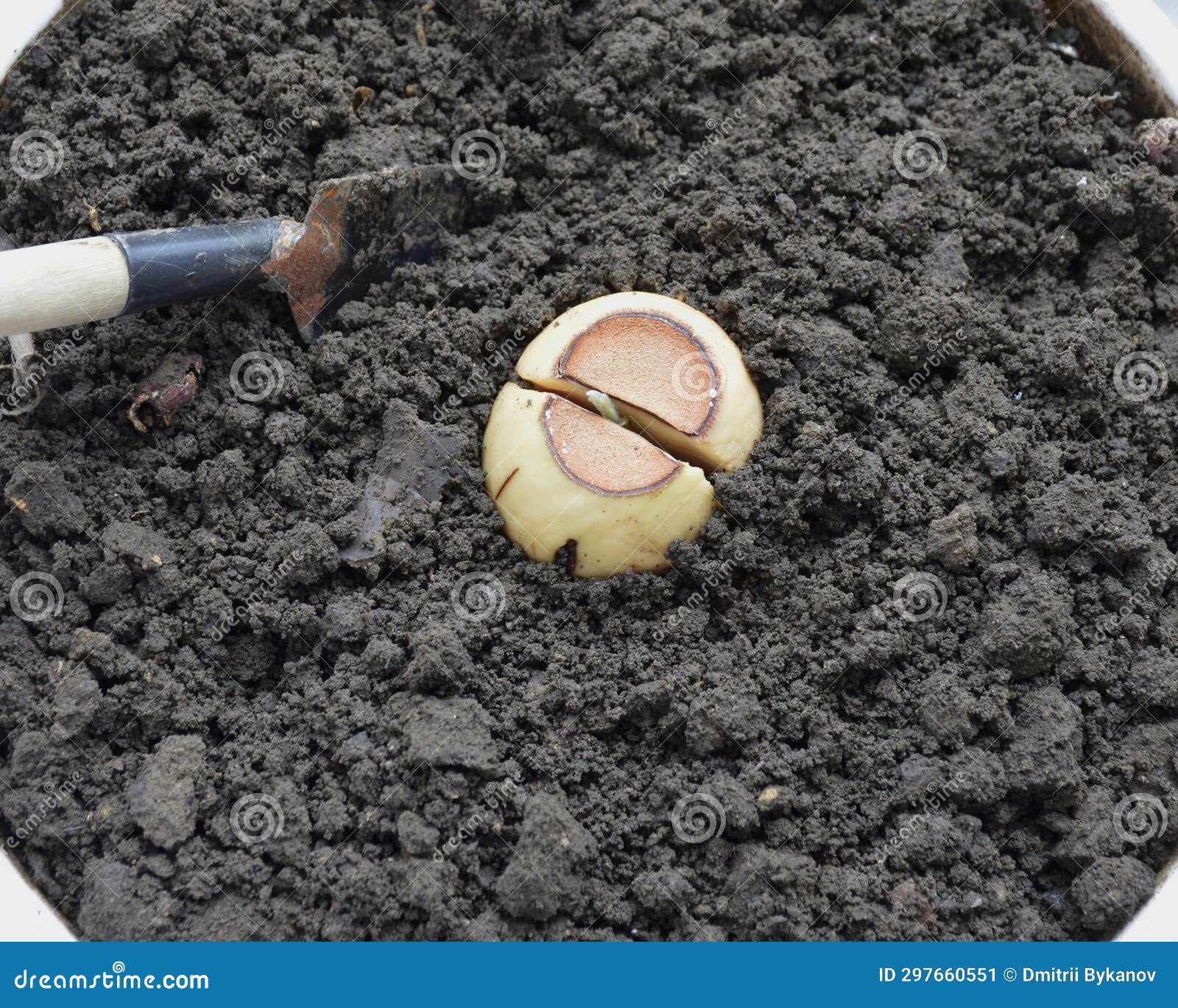 The Sprouted Avocado Seed is Planted in the Ground Stock Image - Image ...