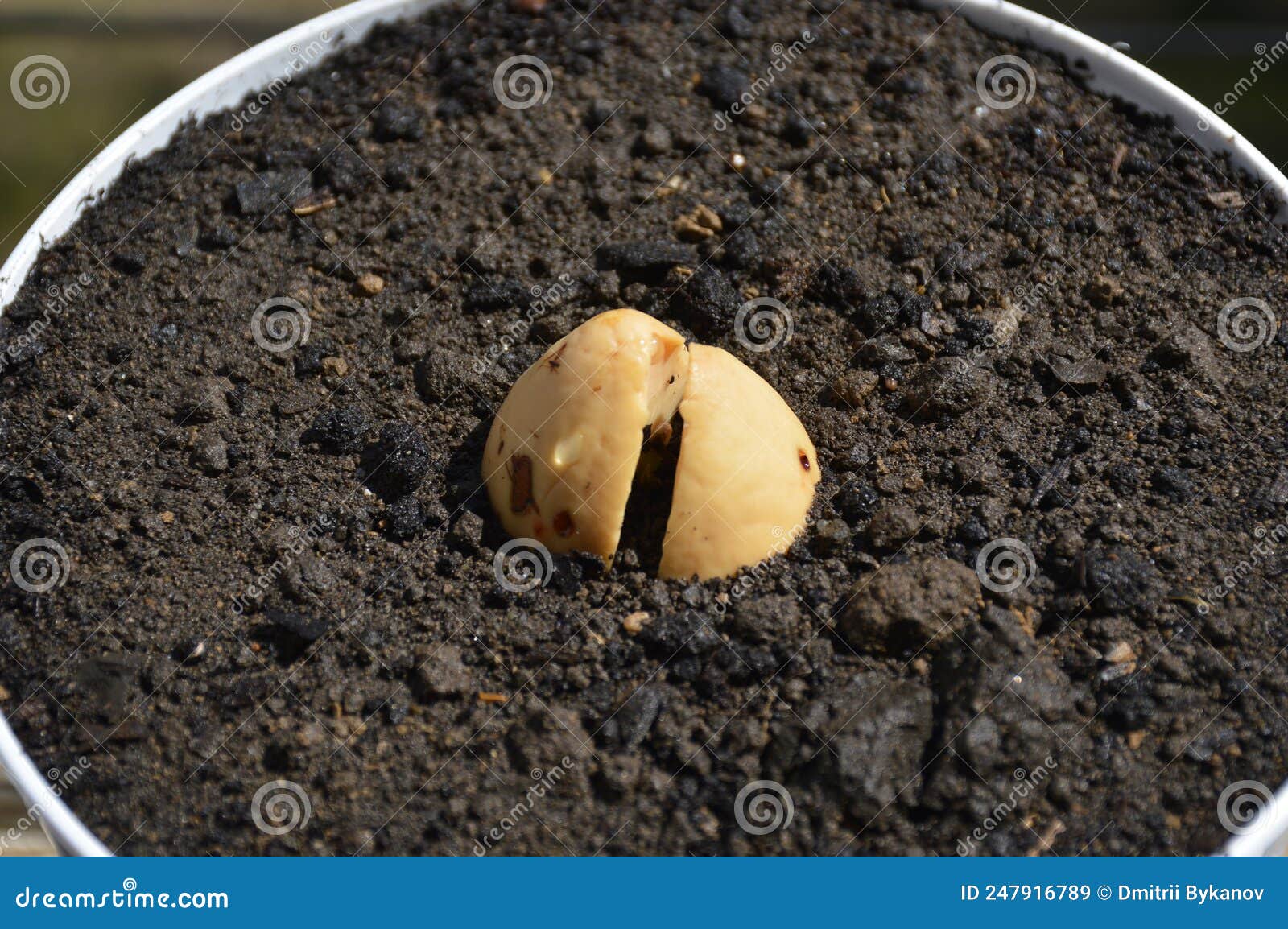Sprouted Avocado Seed Planted in the Ground. Macro Shot of Avocado ...