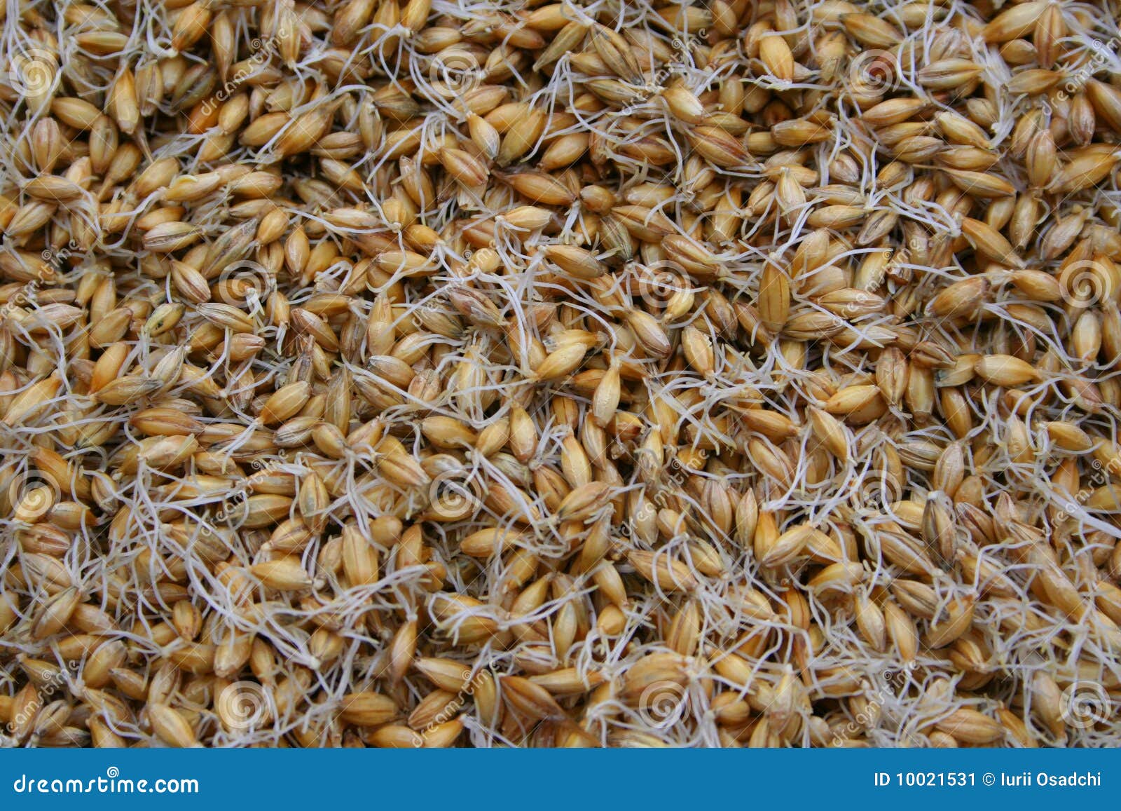 Sprouted barley stock image. Image of growth, fresh, food - 10021531