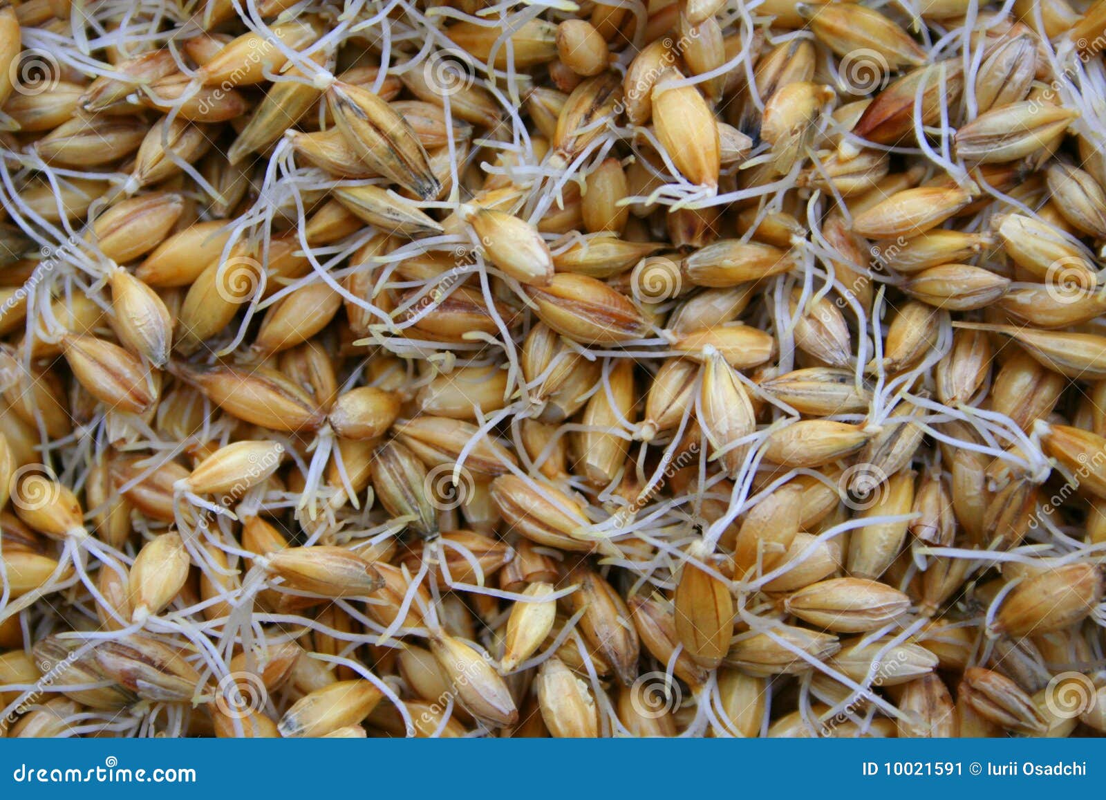 Sprouted Barley