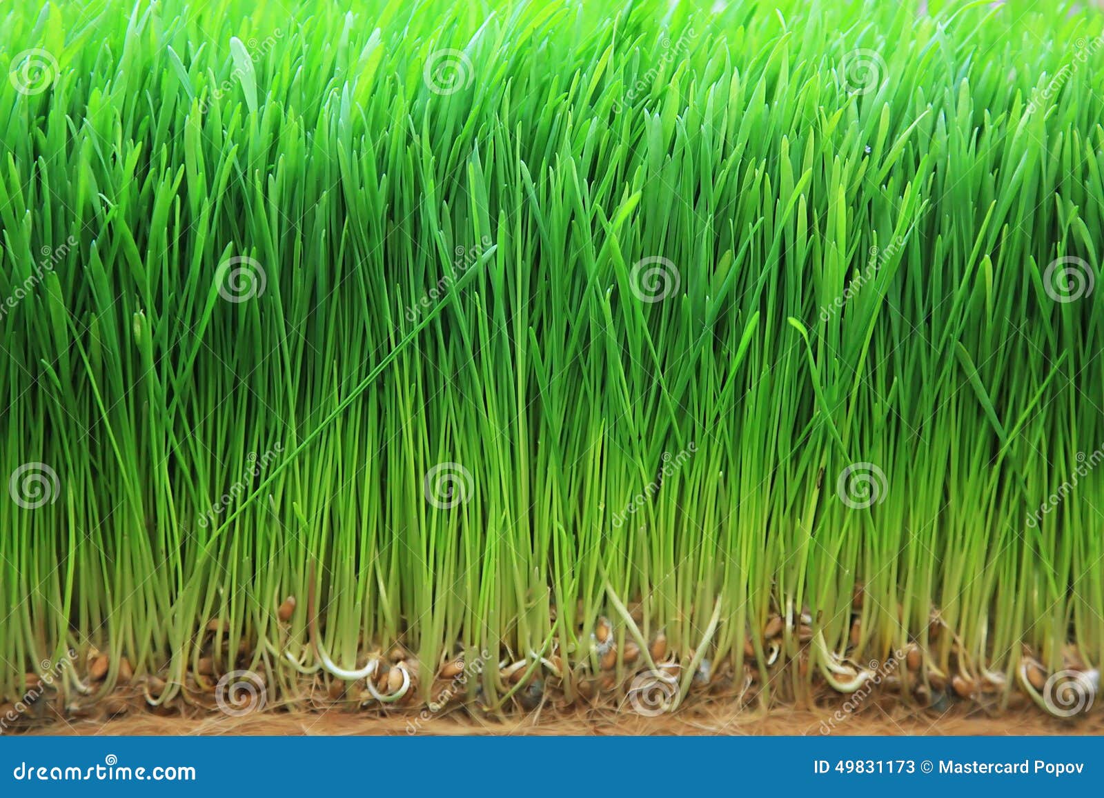 Sprouted barley stock image. Image of cereal, meadow - 49831173
