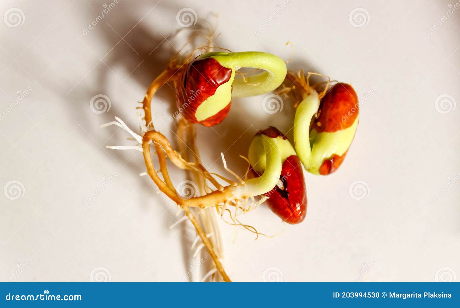 Sprouted Bean Seeds with Sprouts at Home, Which are on a Plate Stock ...