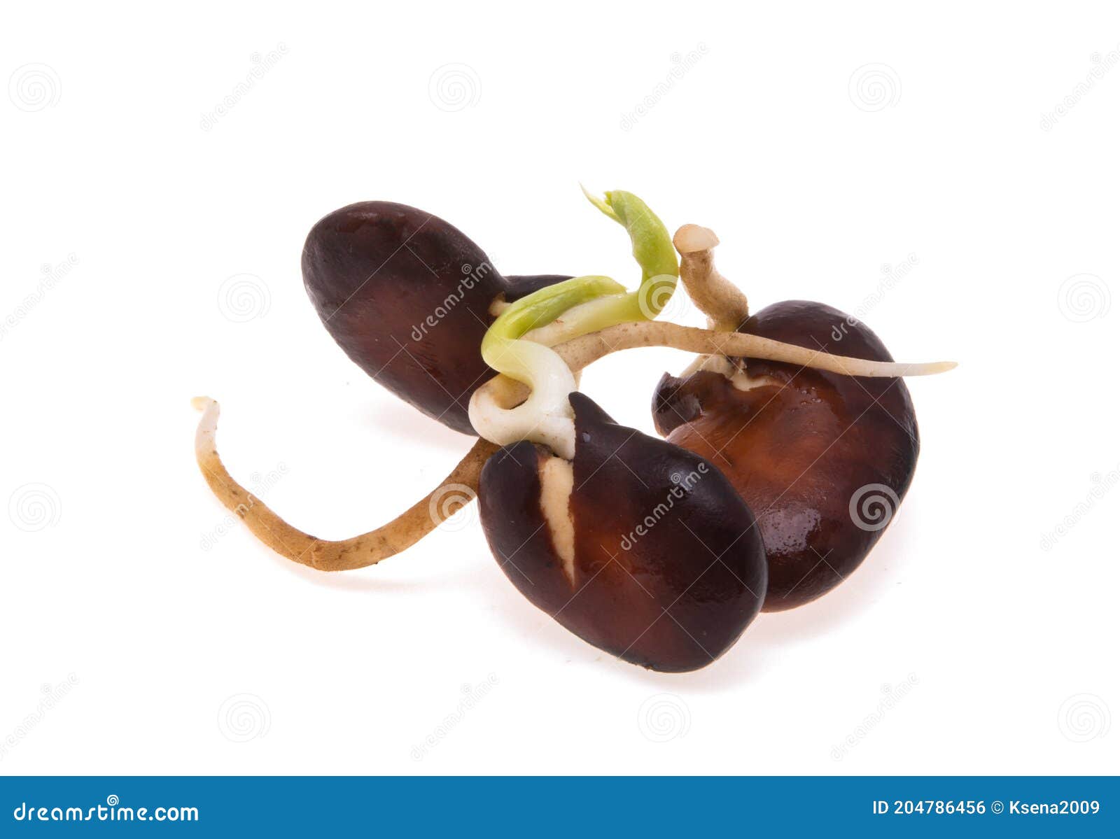 Sprouted beans isolated stock photo. Image of agriculture - 204786456