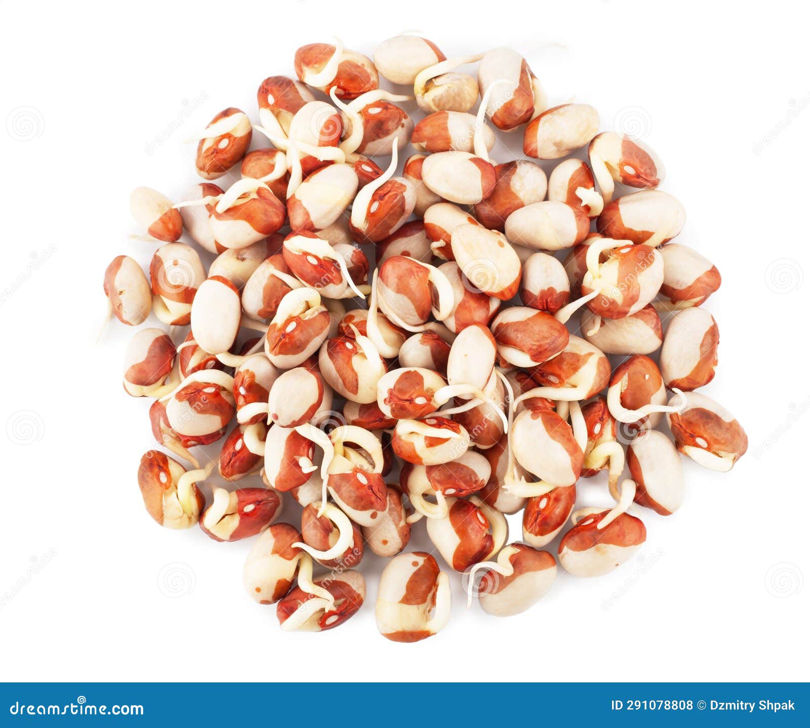 Sprouted Beans Isolated on a White Background Stock Photo - Image of ...