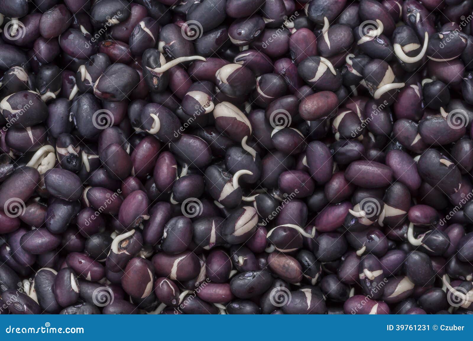 Sprouted Black Beans