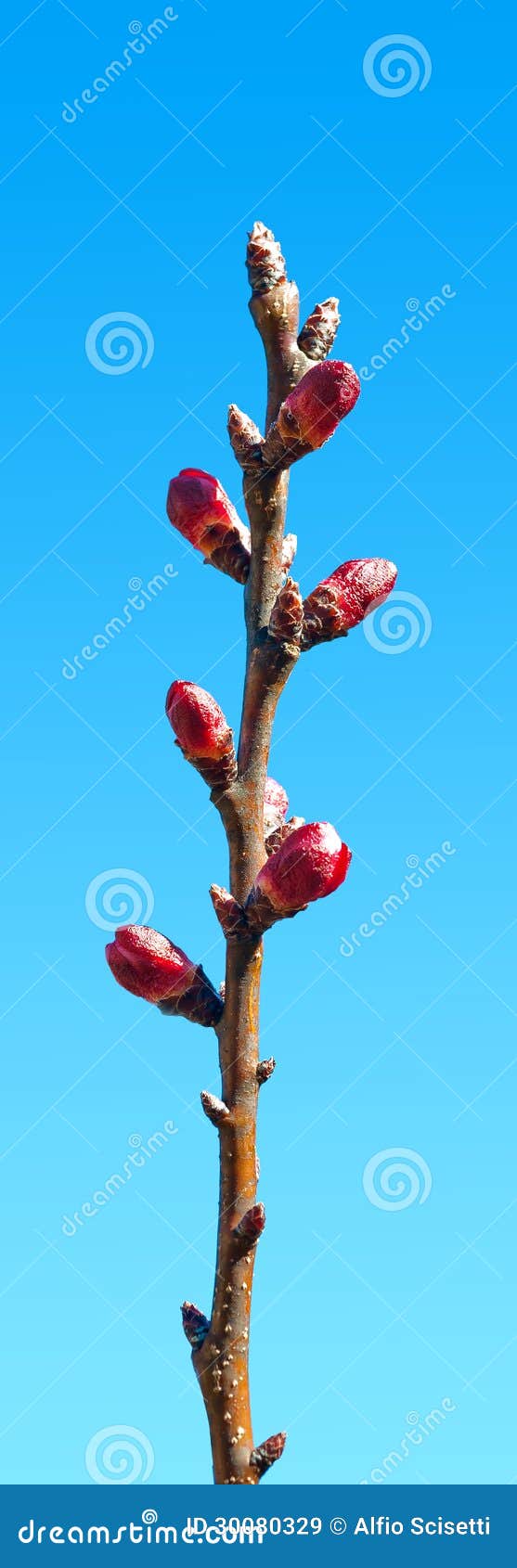 Sprouted branch stock image. Image of green, grow, renewal - 30080329