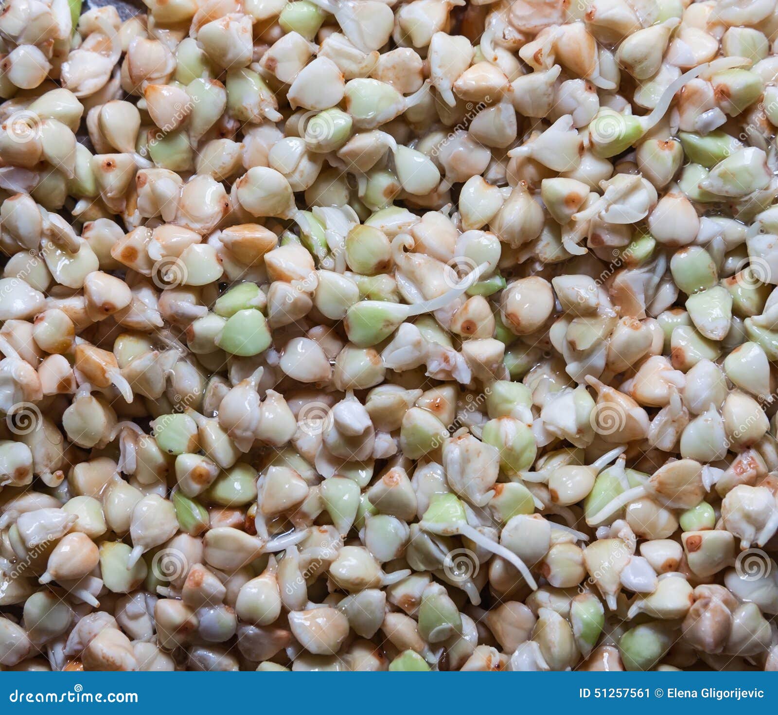 Sprouted Buckwheat Grains. stock image. Image of germinating - 51257561