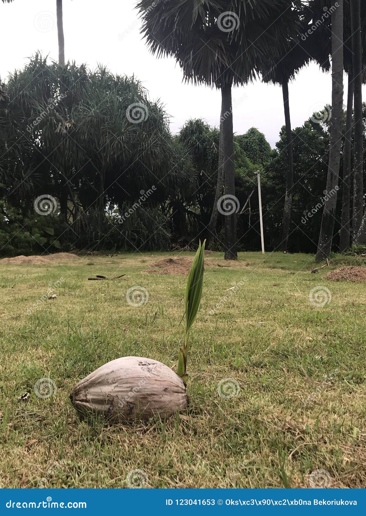 Sprouted coconut stock image. Image of nature, coconut - 123041653