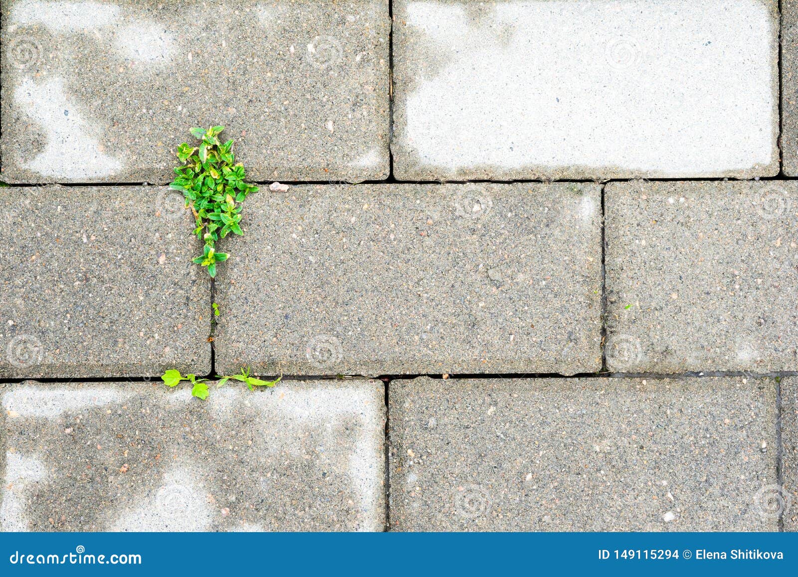 Sprouted through a Concrete Slab Plant. Stock Photo - Image of floor ...