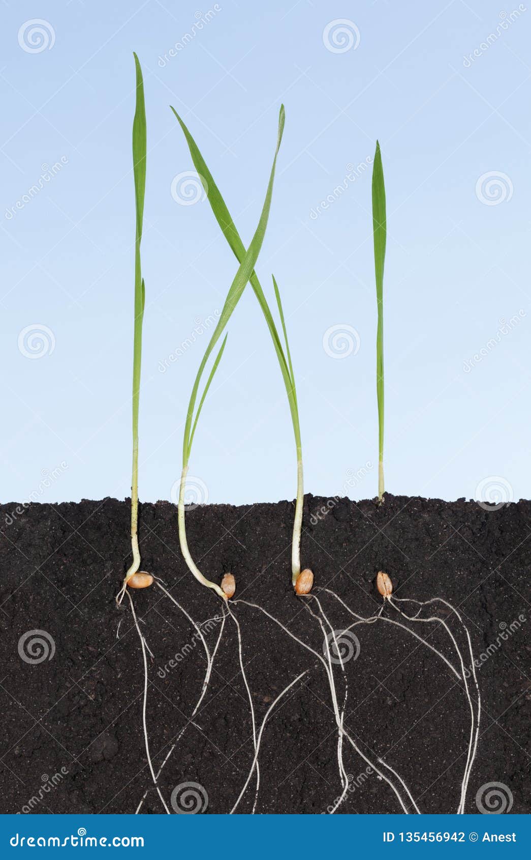 Sprouted corn kernels stock photo. Image of closeup - 135456942