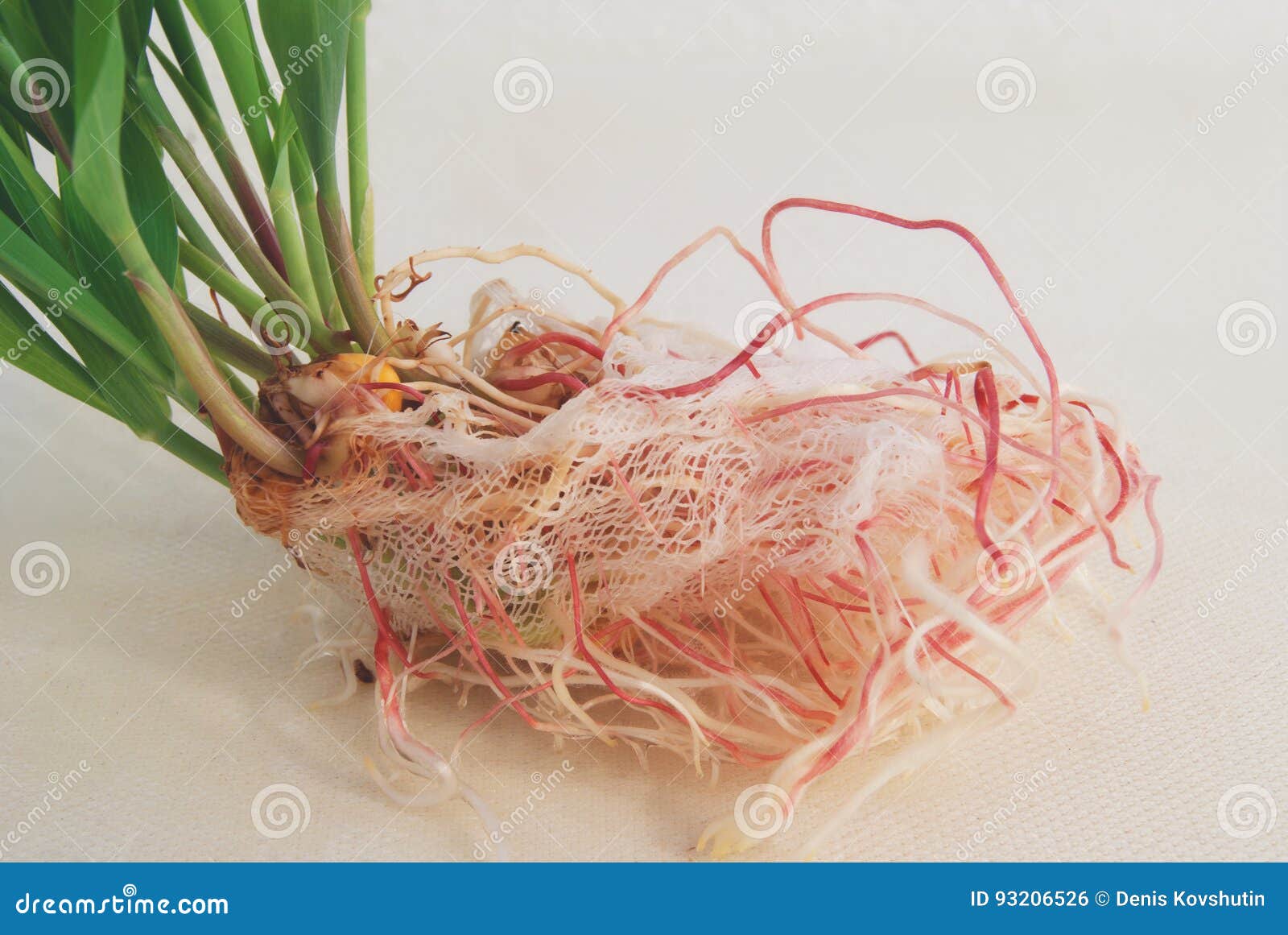 Sprouted Corn Kernels with a Root System.Young Green Shoots on a Stock ...