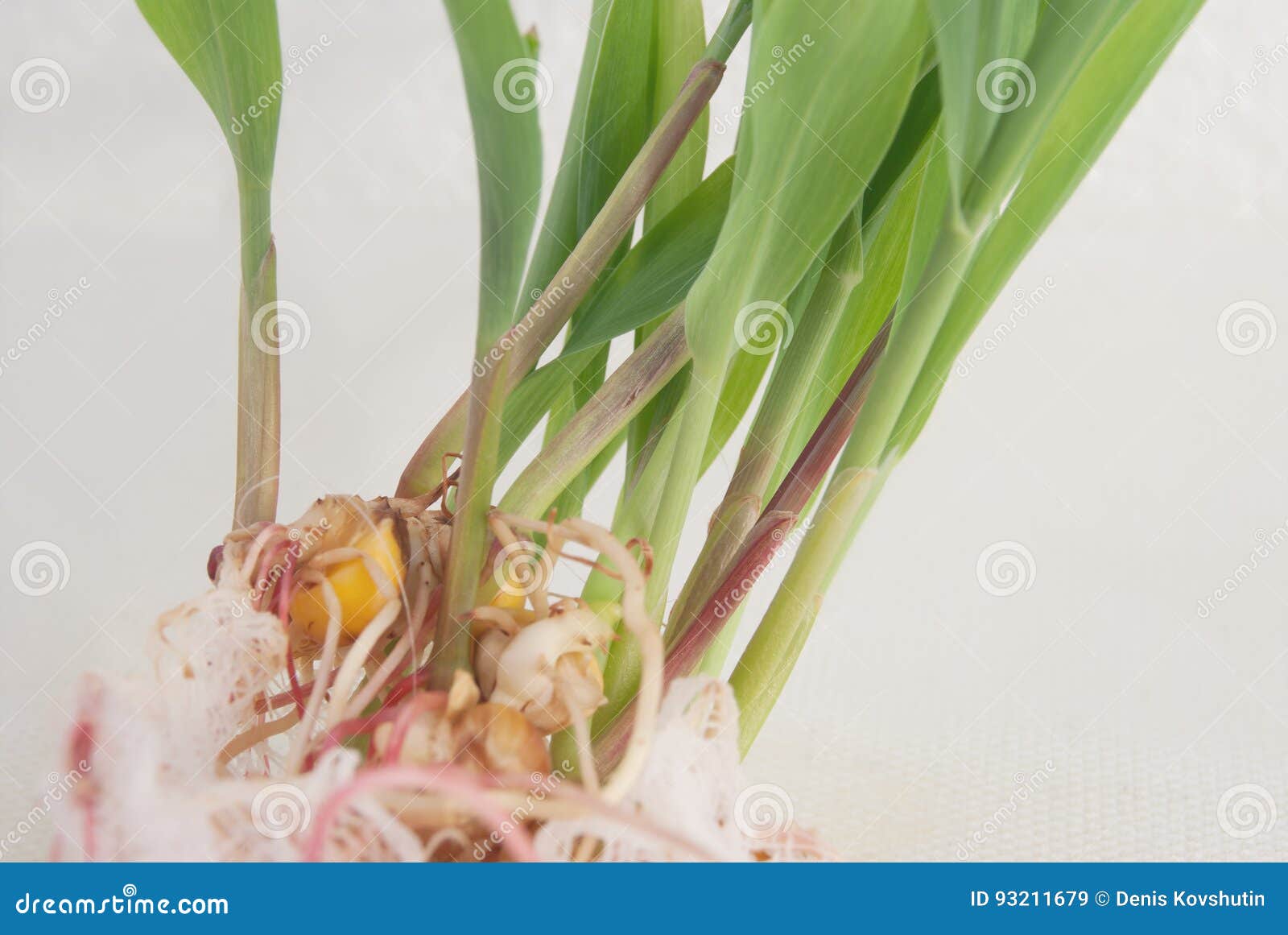 Sprouted Corn Kernels With A Root System.Young Green Shoots On A ...