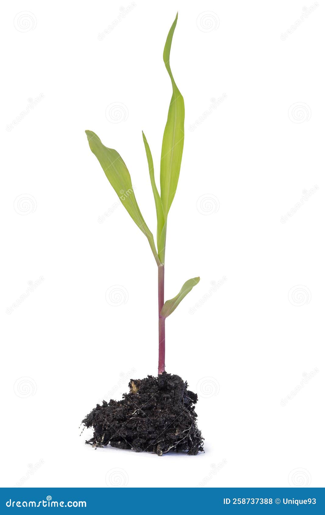 Sprouted corn seeds stock photo. Image of evolution - 258737388