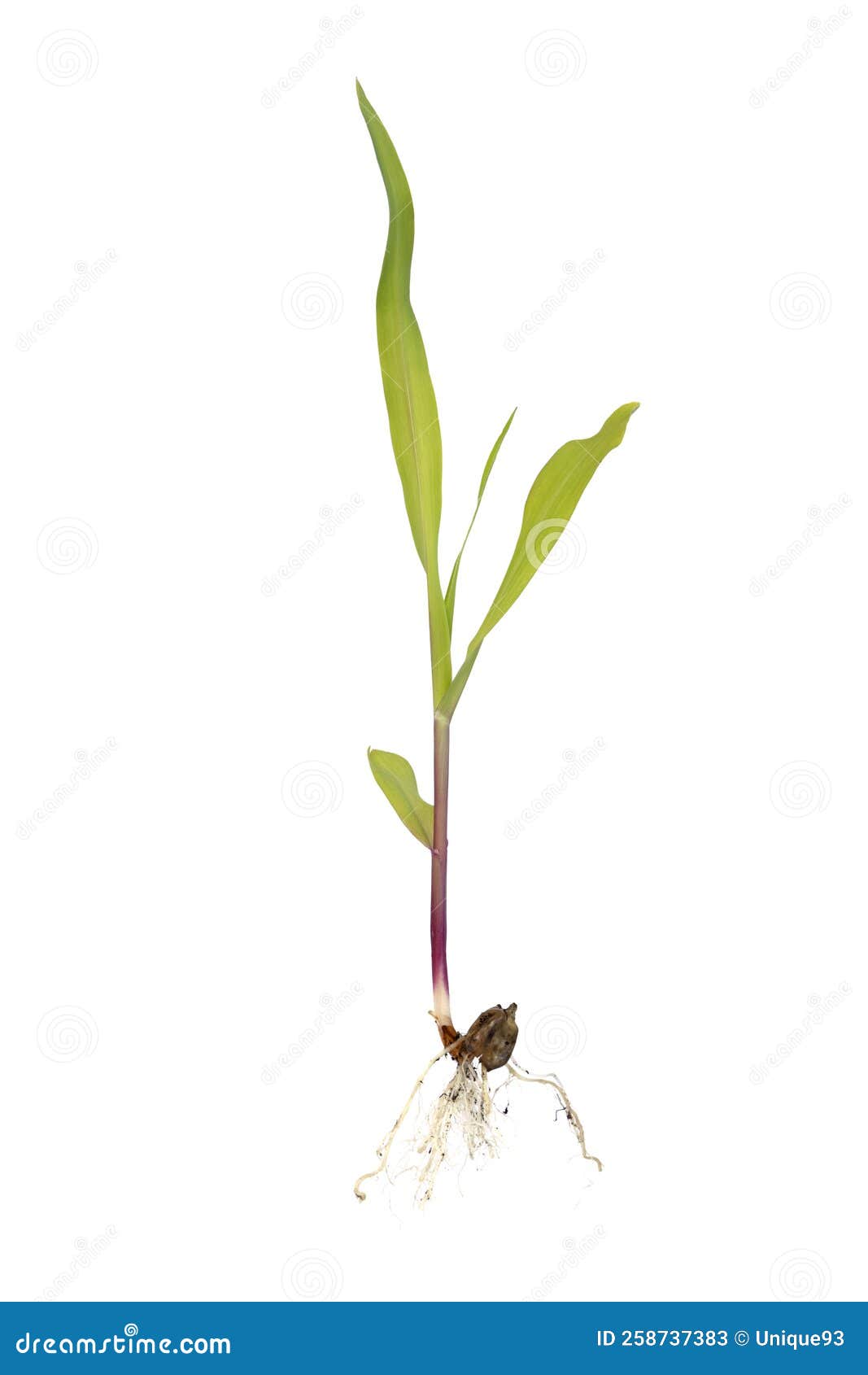 Sprouted corn seeds stock image. Image of nature, plant - 258737383
