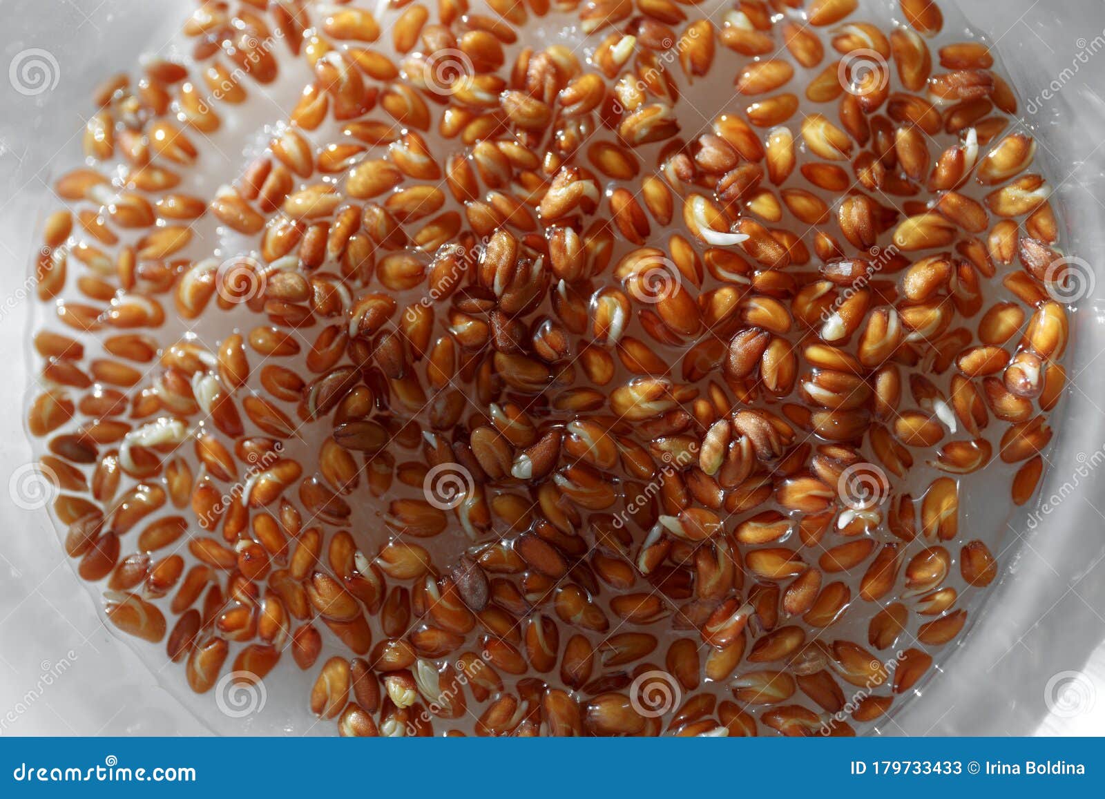 Sprouted Cress Seeds, Micro Greens. Stock Image - Image of greens ...