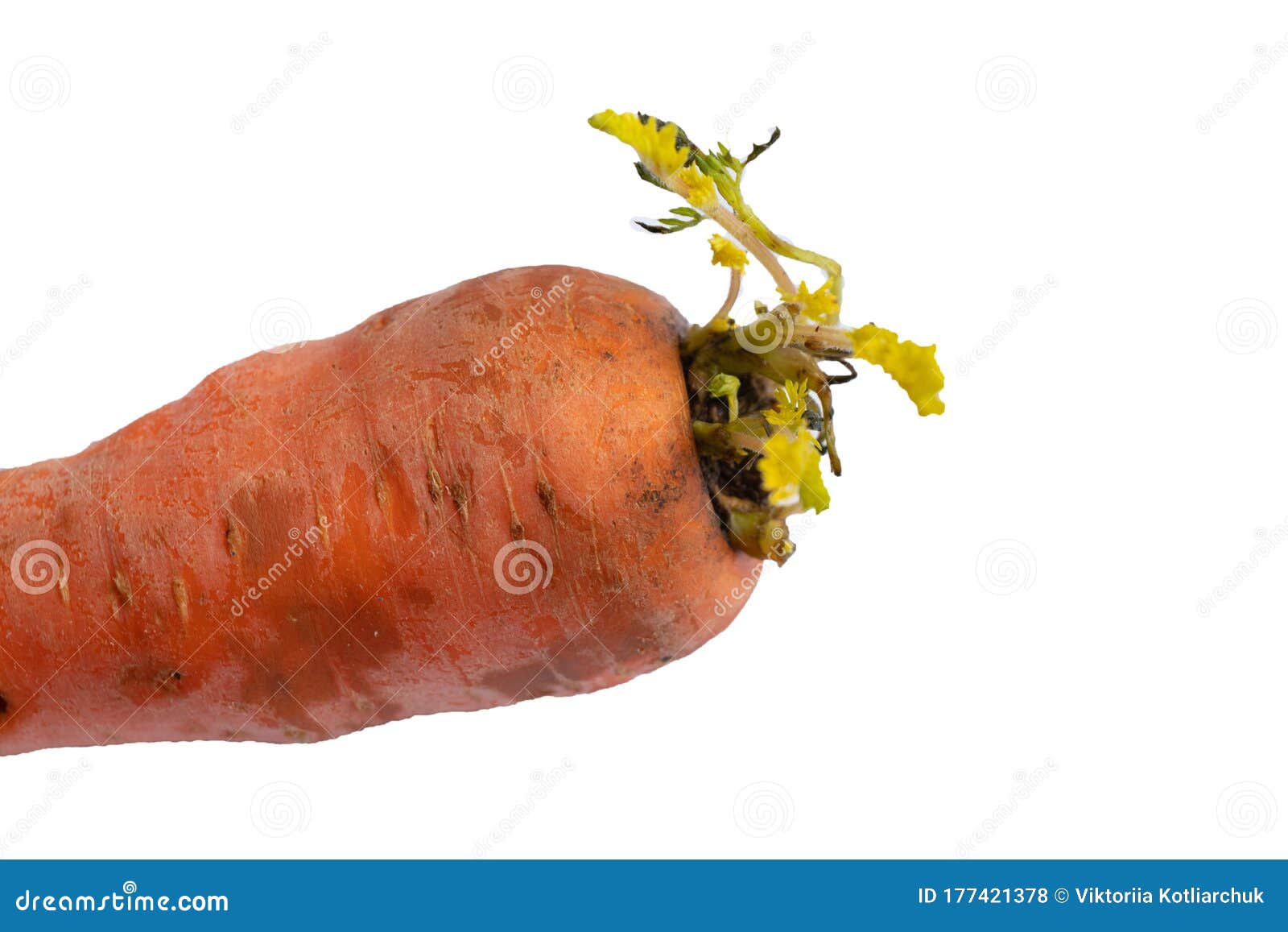 Sprouted Dirty Carrots on a White Background Stock Photo - Image of ...