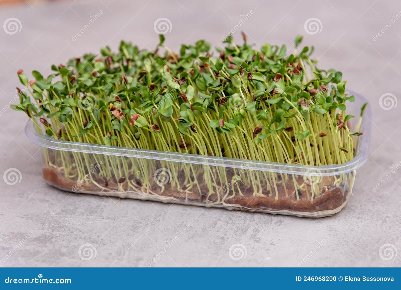 Sprouted Flax Seeds Microgreens. Microgreens in a Plastic Container ...