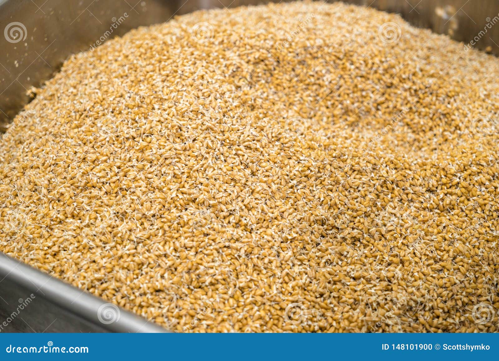 Sprouted Grain Ready for the Breadmaking Process Stock Photo - Image of ...