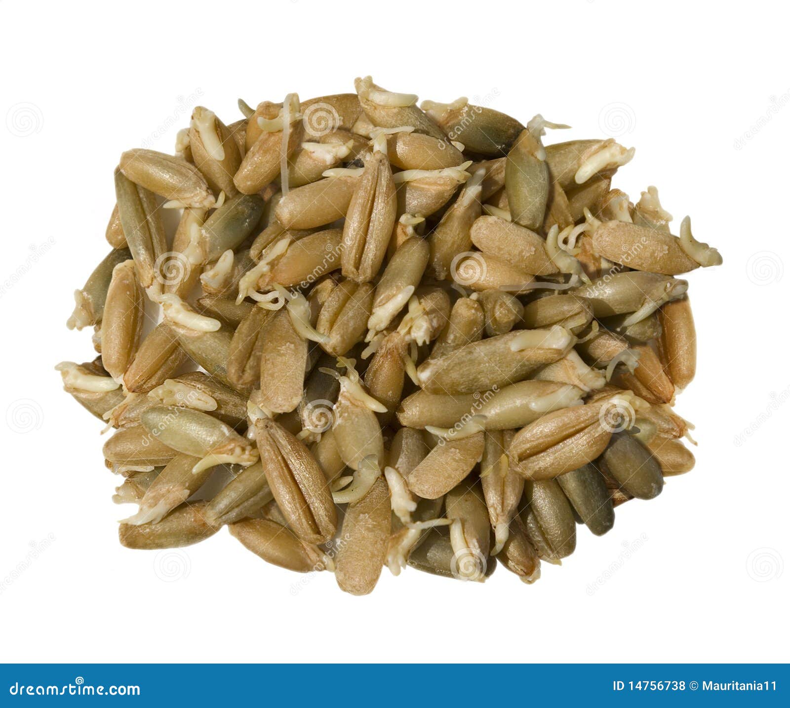The sprouted grains stock photo. Image of sprouted, grain - 14756738
