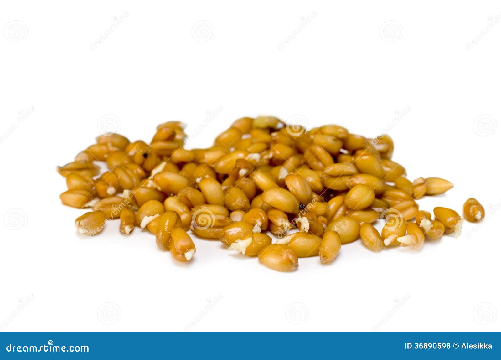 Sprouted grains stock photo. Image of growth, organic - 36890598