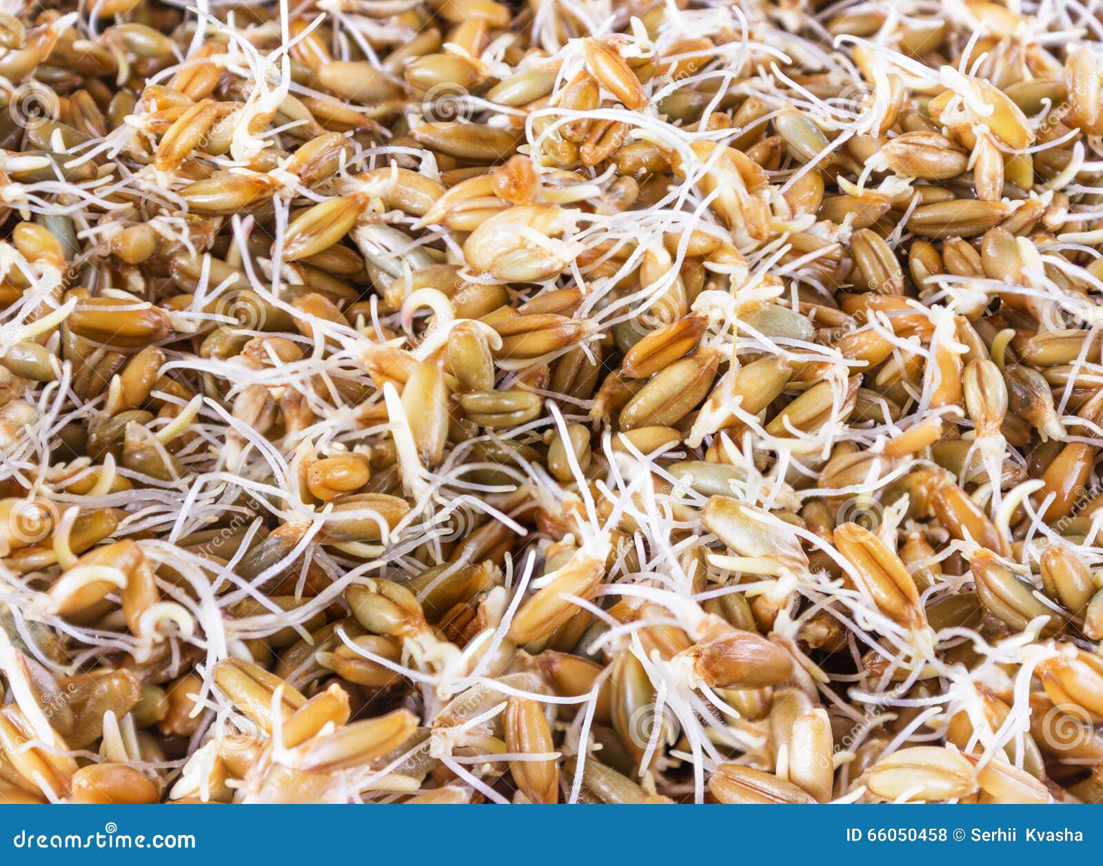 Sprouted grains of rye stock photo. Image of ingredient - 66050458