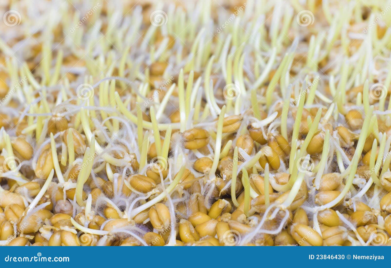 The Sprouted Grains of Wheat. Stock Photo - Image of germ, beginning ...