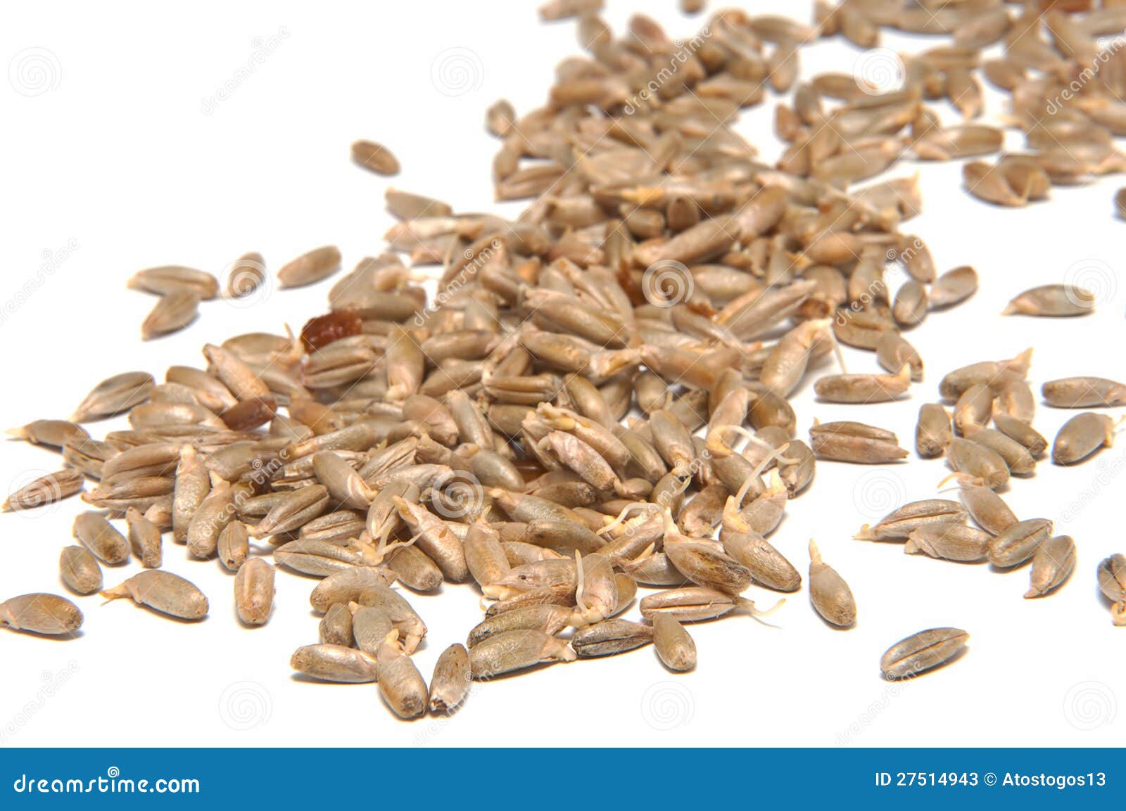 Sprouted grains of wheat stock image. Image of grains - 27514943