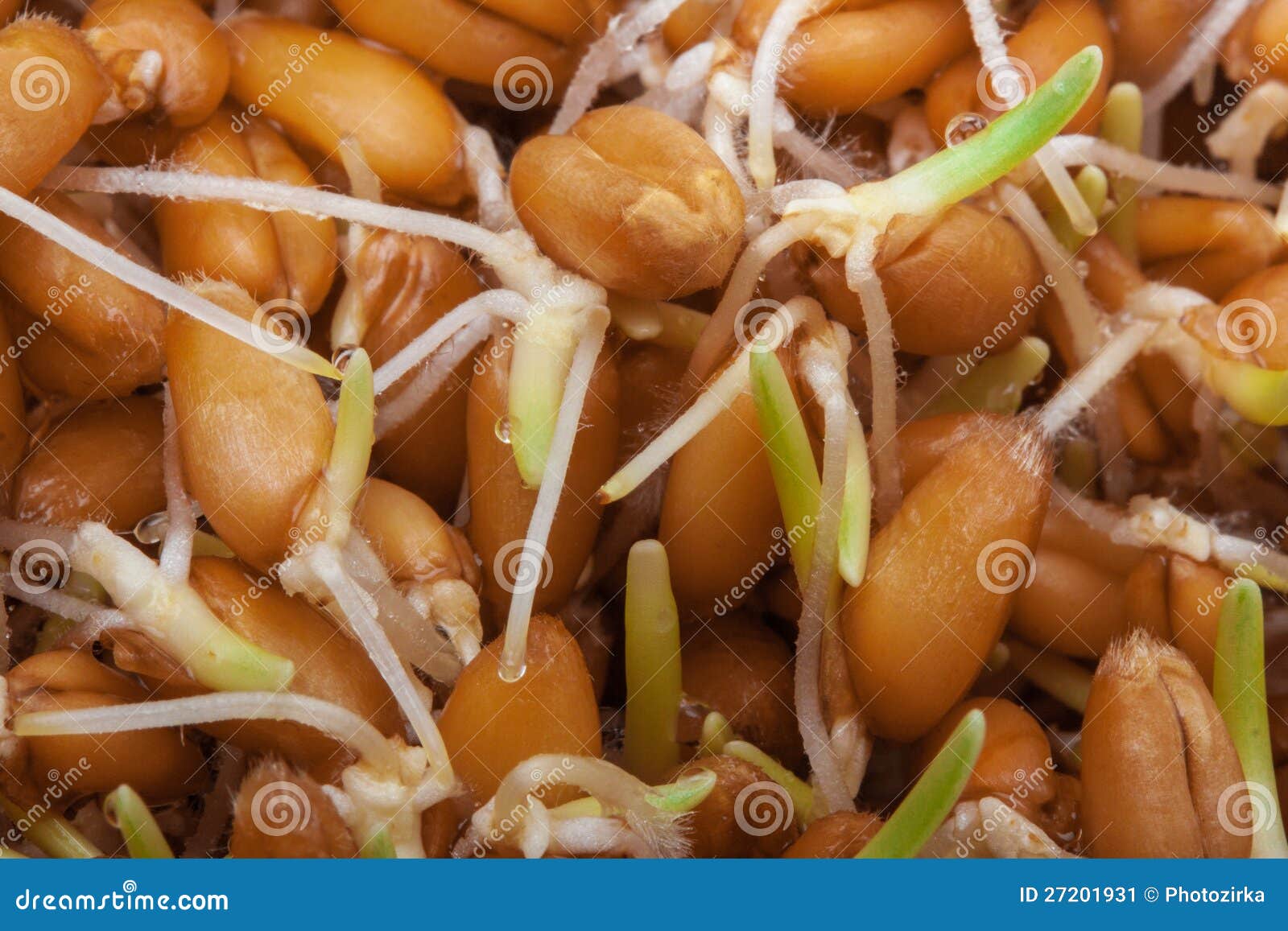Sprouted Grains of Wheat Closeup Stock Image - Image of green, organic ...