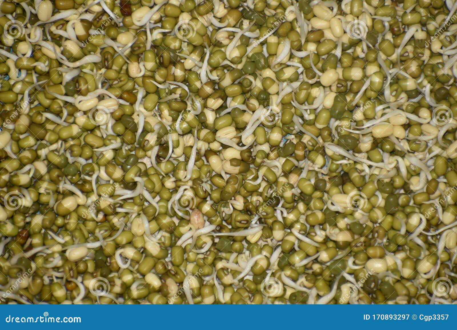 Sprouted Green Gram Poured in the Plate. Green Soybean Sprouts Stock ...