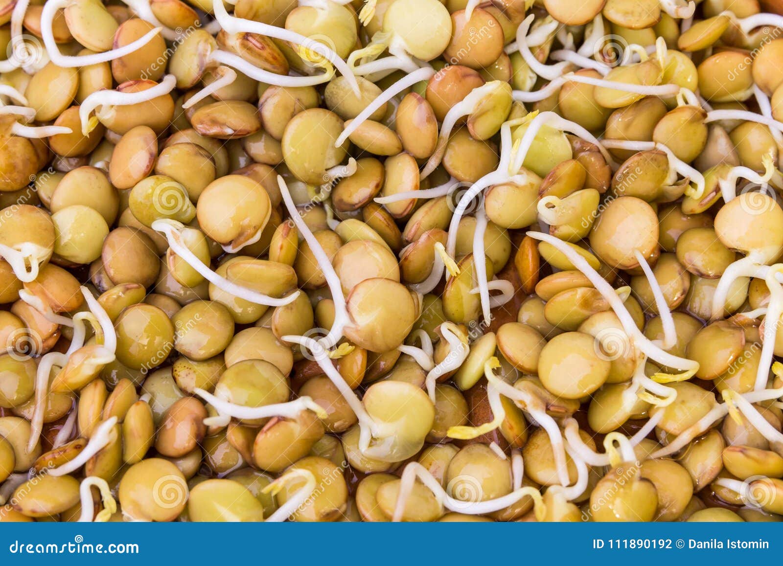 Sprouted Green Lentils Seeds Stock Photo - Image of germinate, lentil ...