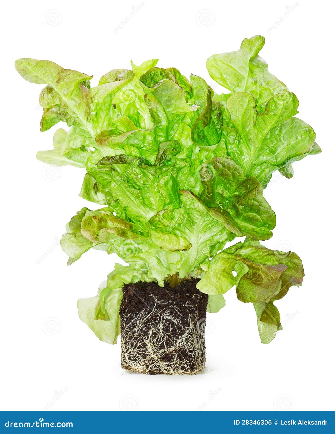 Sprouted Green Lettuce with the Roots in the Ground Stock Photo - Image ...