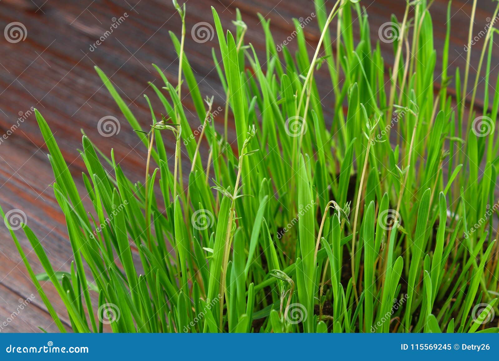 Sprouted Green Oats in the Form of Grass at Home. Stock Image - Image ...