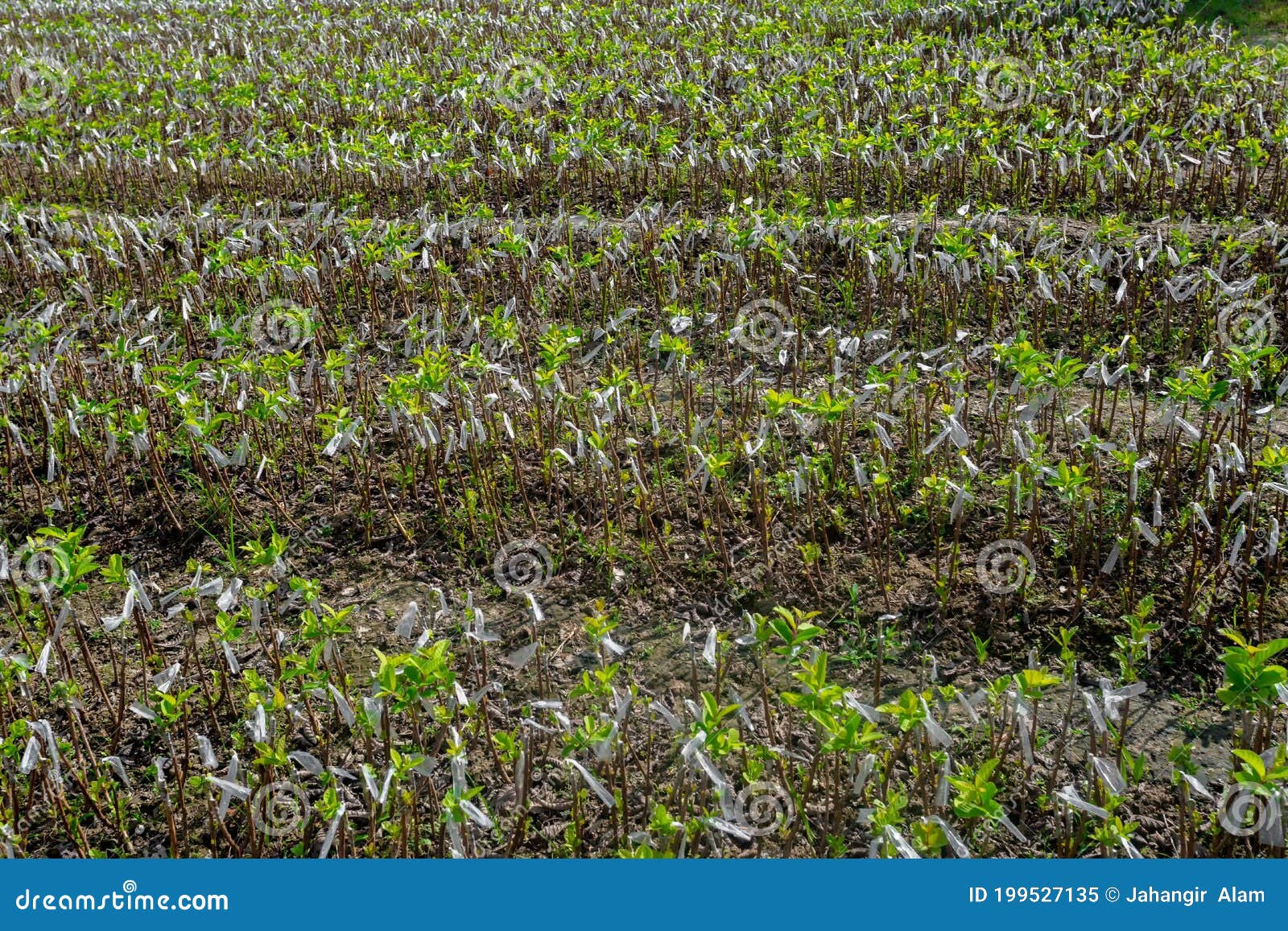 Sprouted Leaves of Guava Tree. Guava Seedlings Lined Up in the Nursery ...