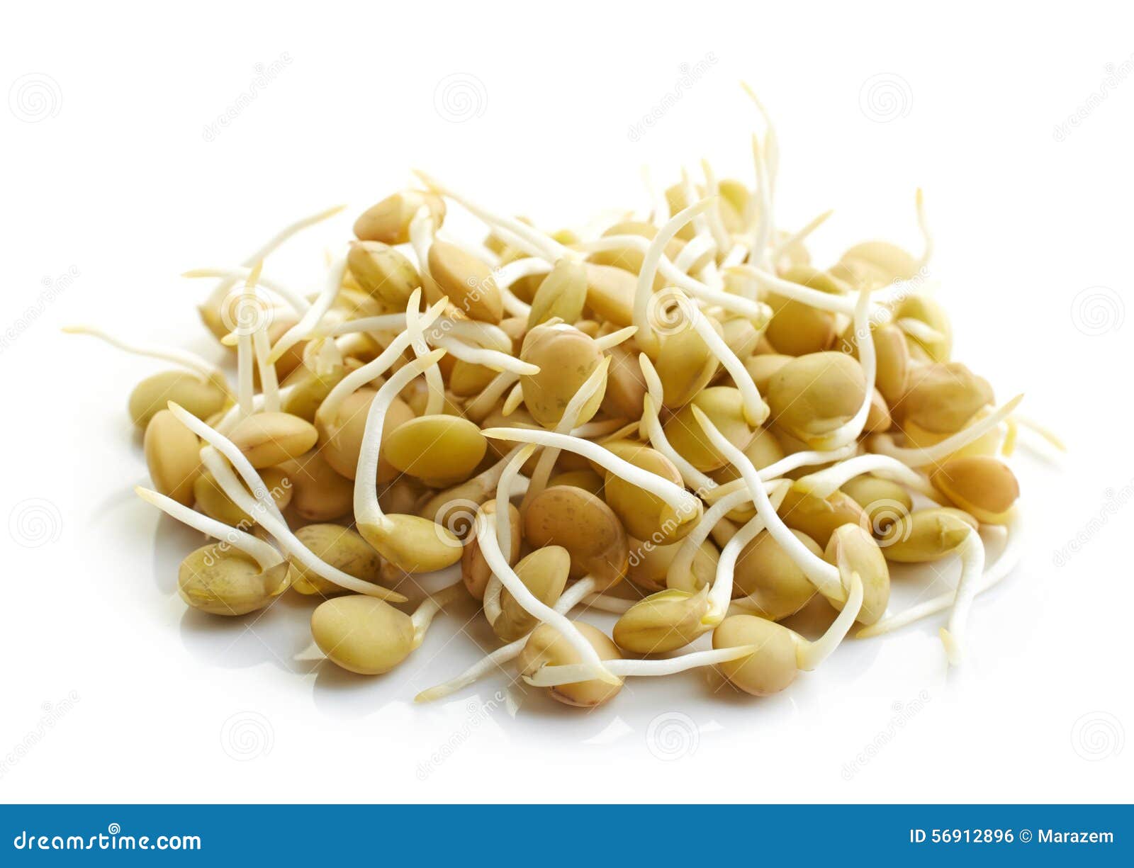 Sprouted lentil seeds stock photo. Image of macrobiotic - 56912896