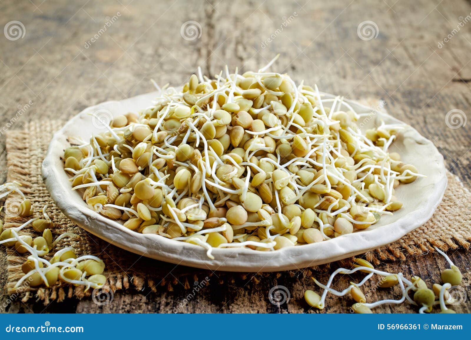 Sprouted lentil seeds stock image. Image of cooking, grain - 56966361
