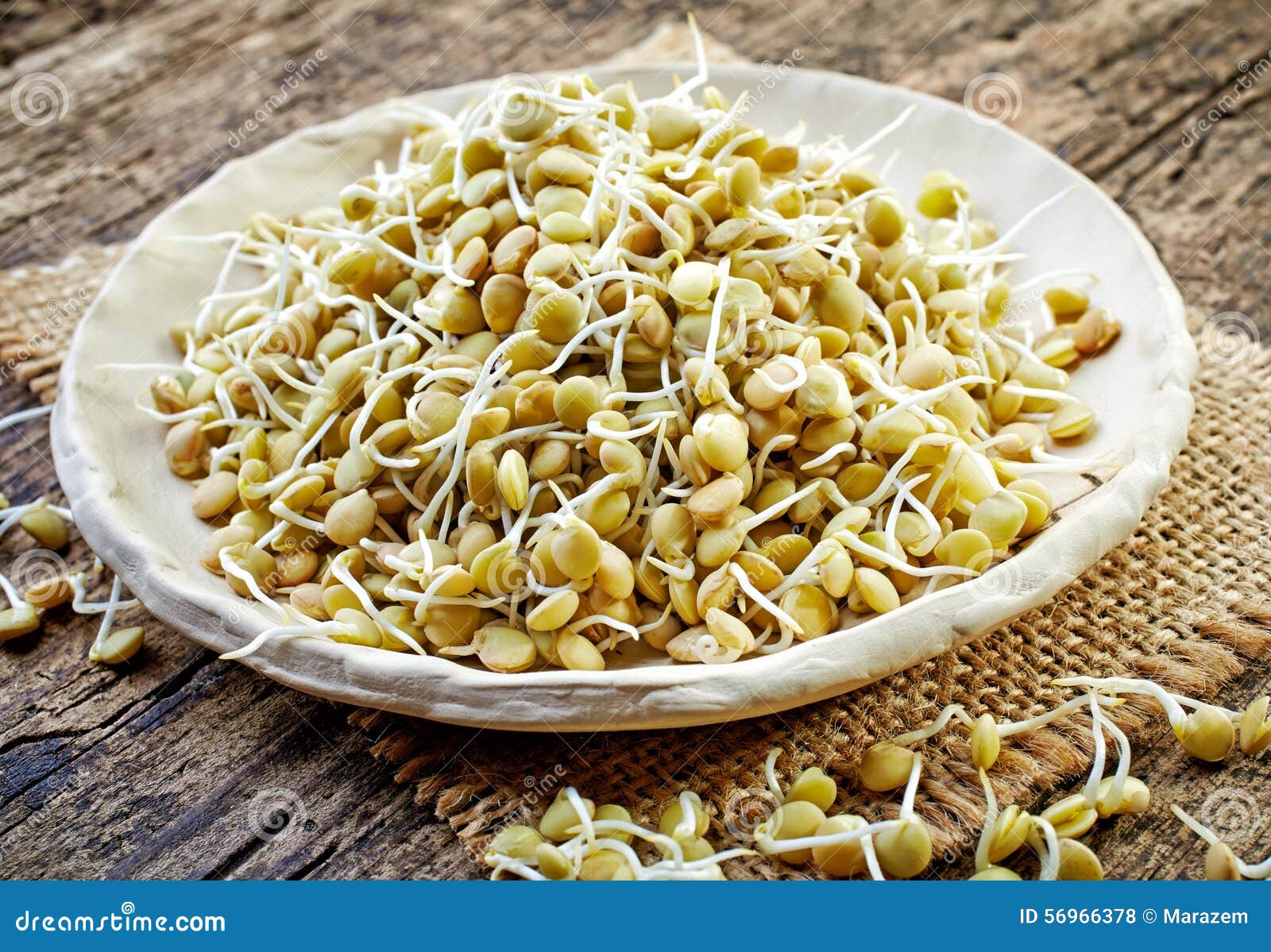 Sprouted lentil seeds stock photo. Image of fresh, background - 56966378