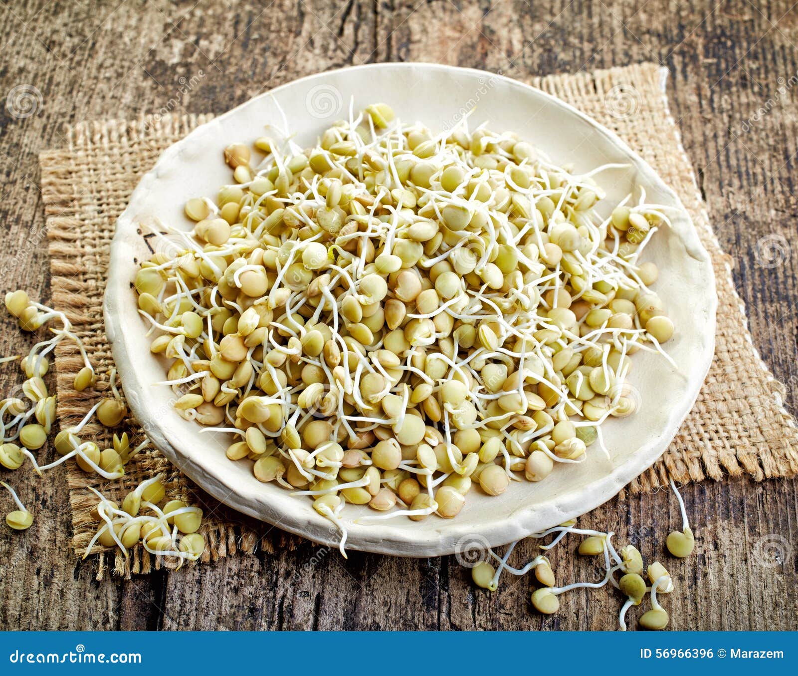 Sprouted lentil seeds stock photo. Image of diet, organic - 56966396