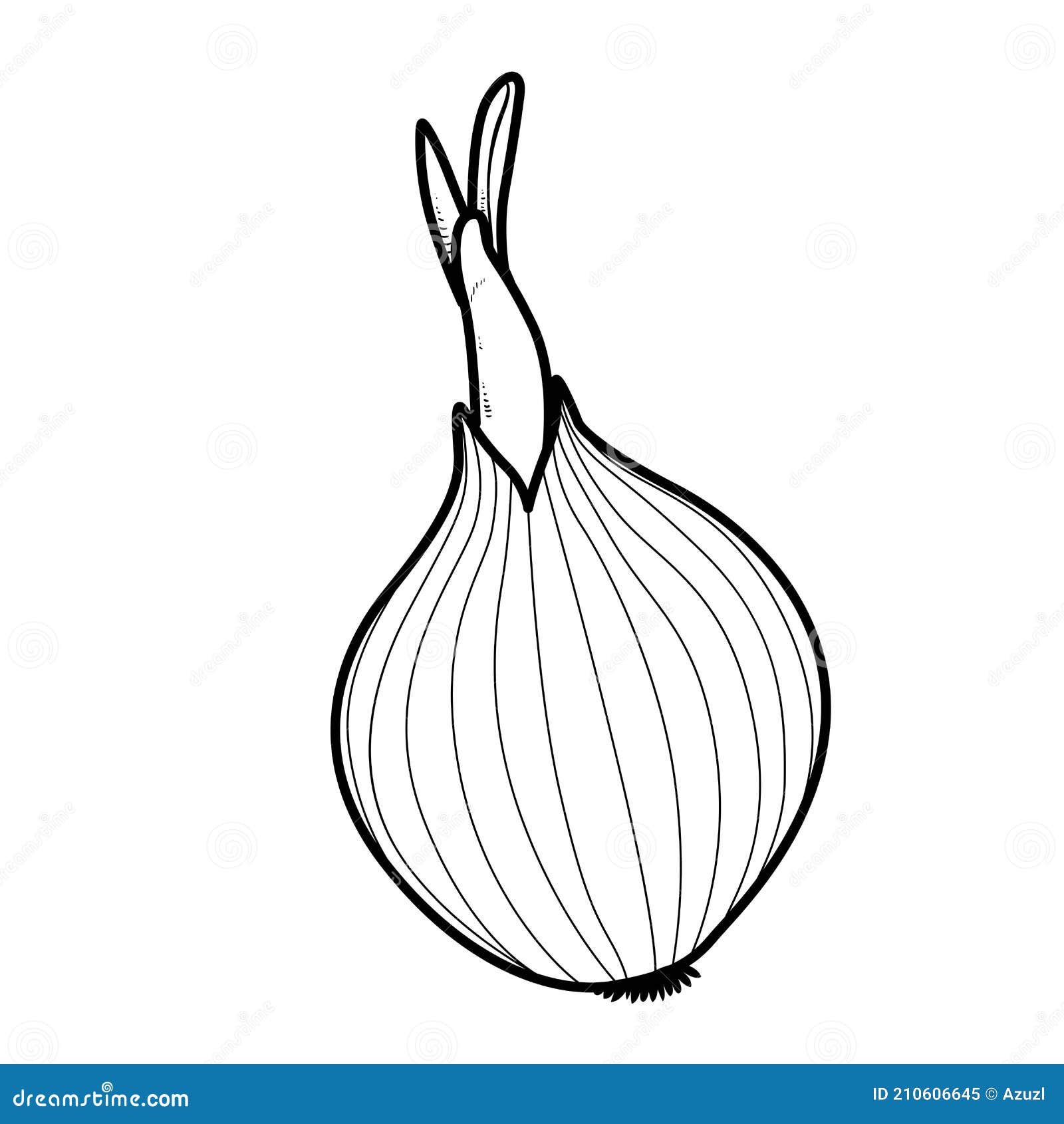 Sprouted Long Onions Linear Drawing on White Stock Vector ...