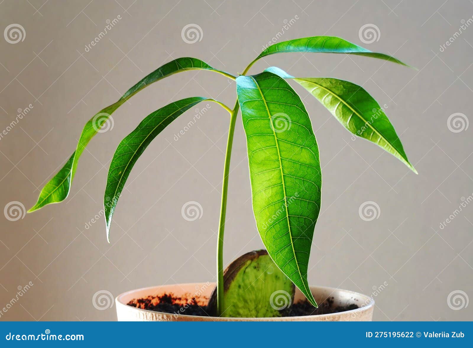 Sprouted Mango Seed at Home. Mango Sprout in a Pot. Close-up. Selective ...